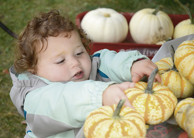 Pure pleasure in picking the perfect pumpkin | News, Sports, Jobs ...